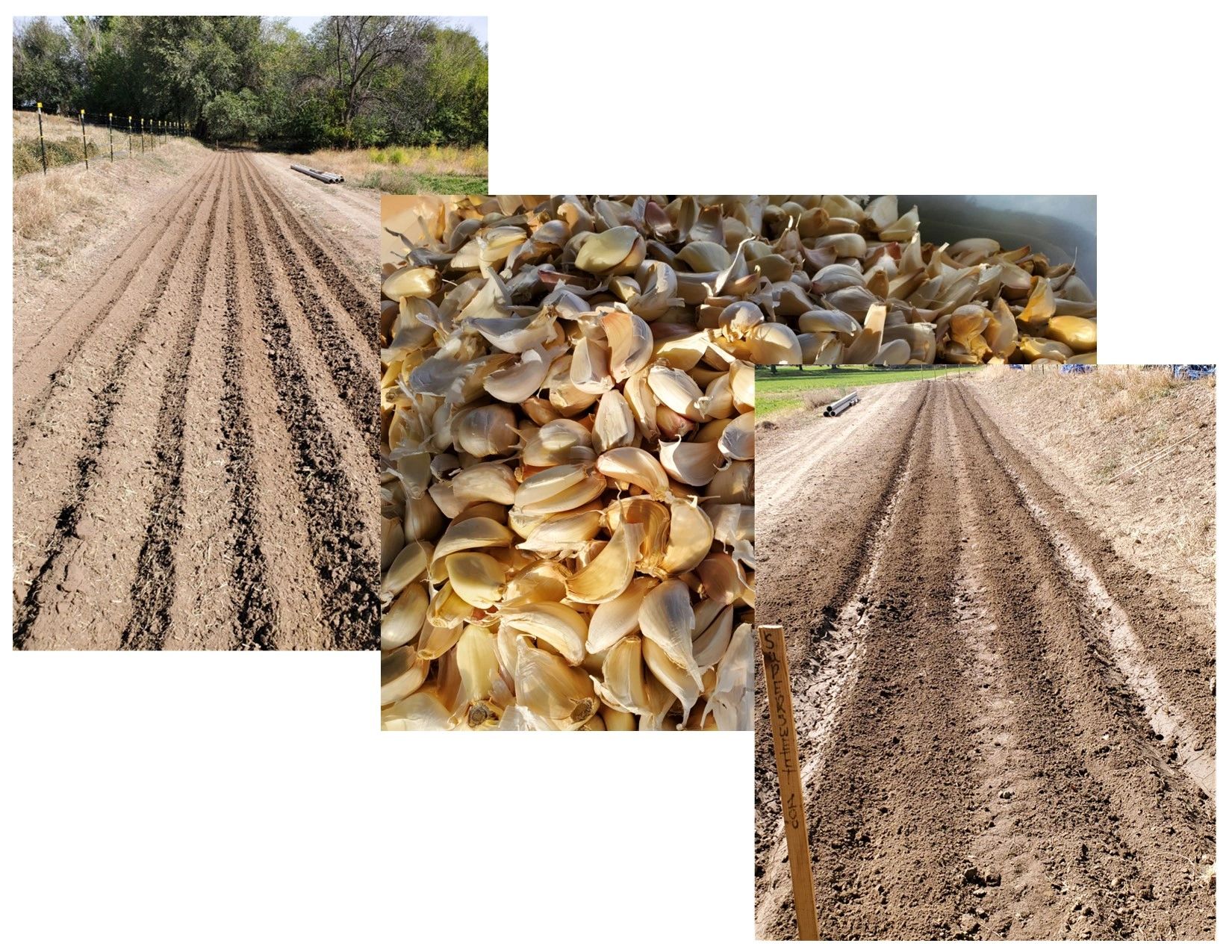 Ready Set Grow 5068